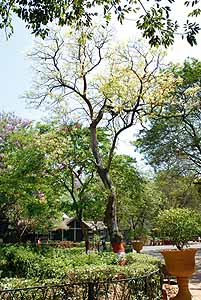 Indigenous Personalities - Native Trees - Save Rani Bagh Botanical ...