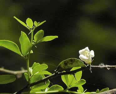 Smaller Charmers - Climbers and Shrubs - Save Rani Bagh Botanical ...