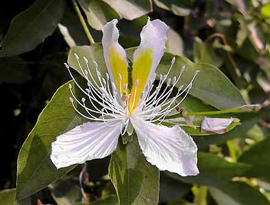 Smaller Charmers - Climbers and Shrubs - Save Rani Bagh Botanical ...