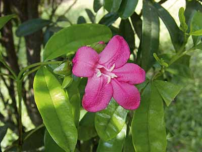 Smaller Charmers - Climbers and Shrubs - Save Rani Bagh Botanical ...